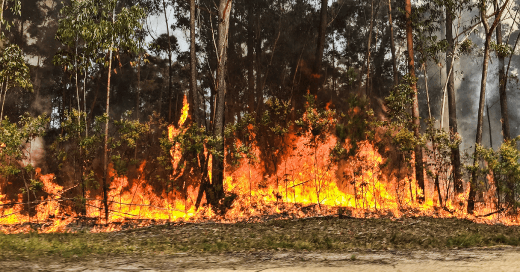 Bushfire Arson: Breaking Down Section 203E of Crimes Act